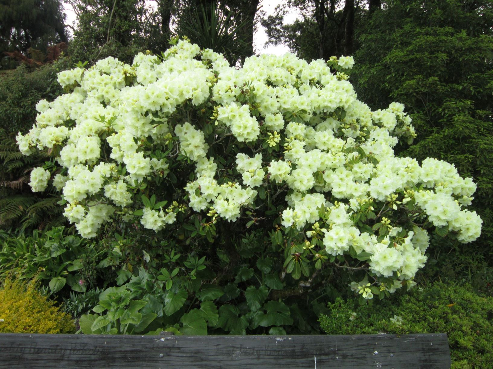Rhododendron 'Lemon Lodge' | Hollard Gardens