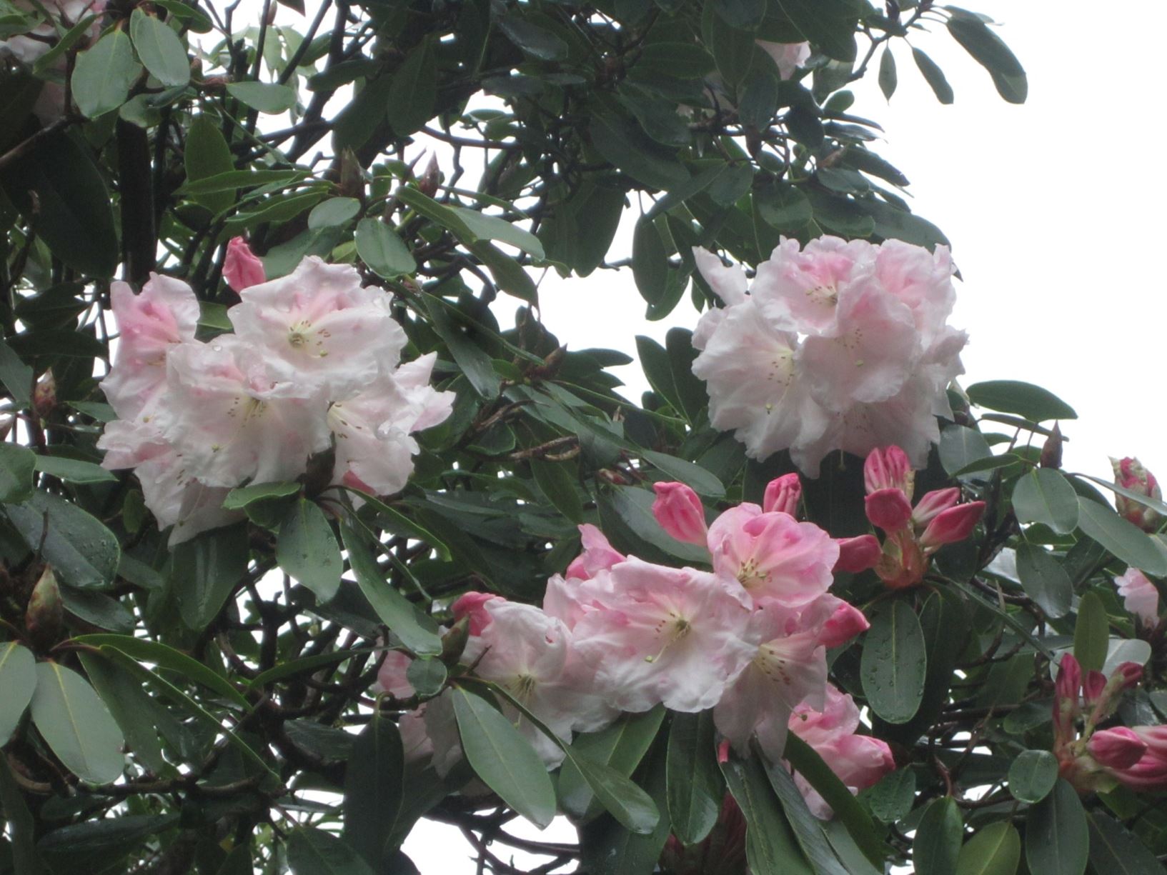 Rhododendron 'Loderi King George' | Hollard Gardens