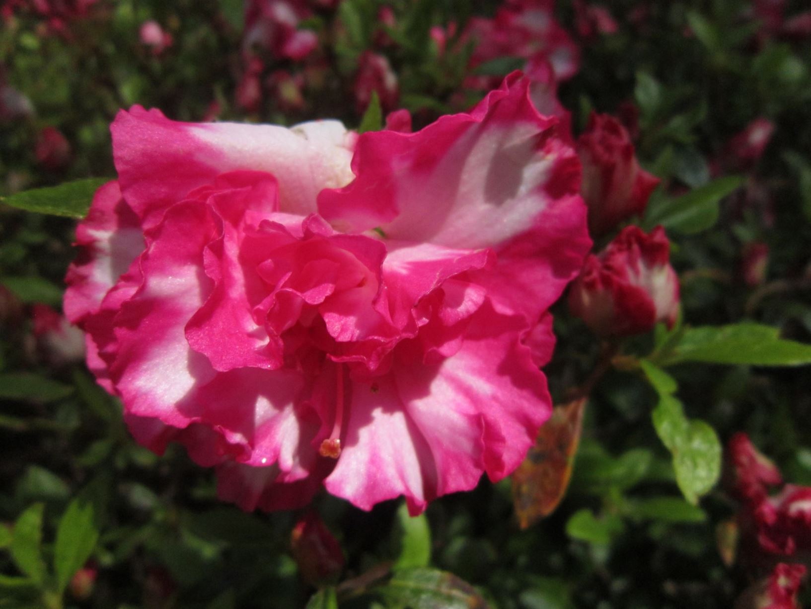 Rhododendron 'Gretel' (Azalea) | Hollard Gardens
