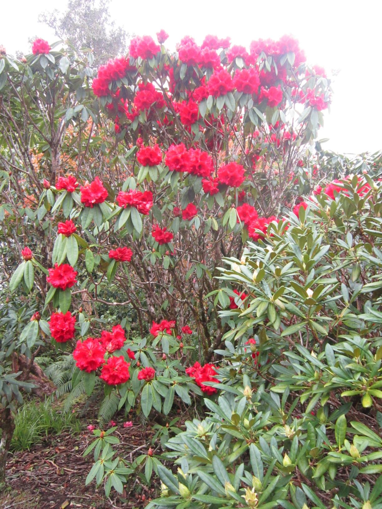 Rhododendron 'Taurus' | Hollard Gardens