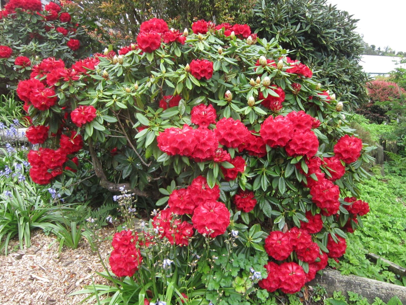 Rhododendron 'Rubicon' | Hollard Gardens