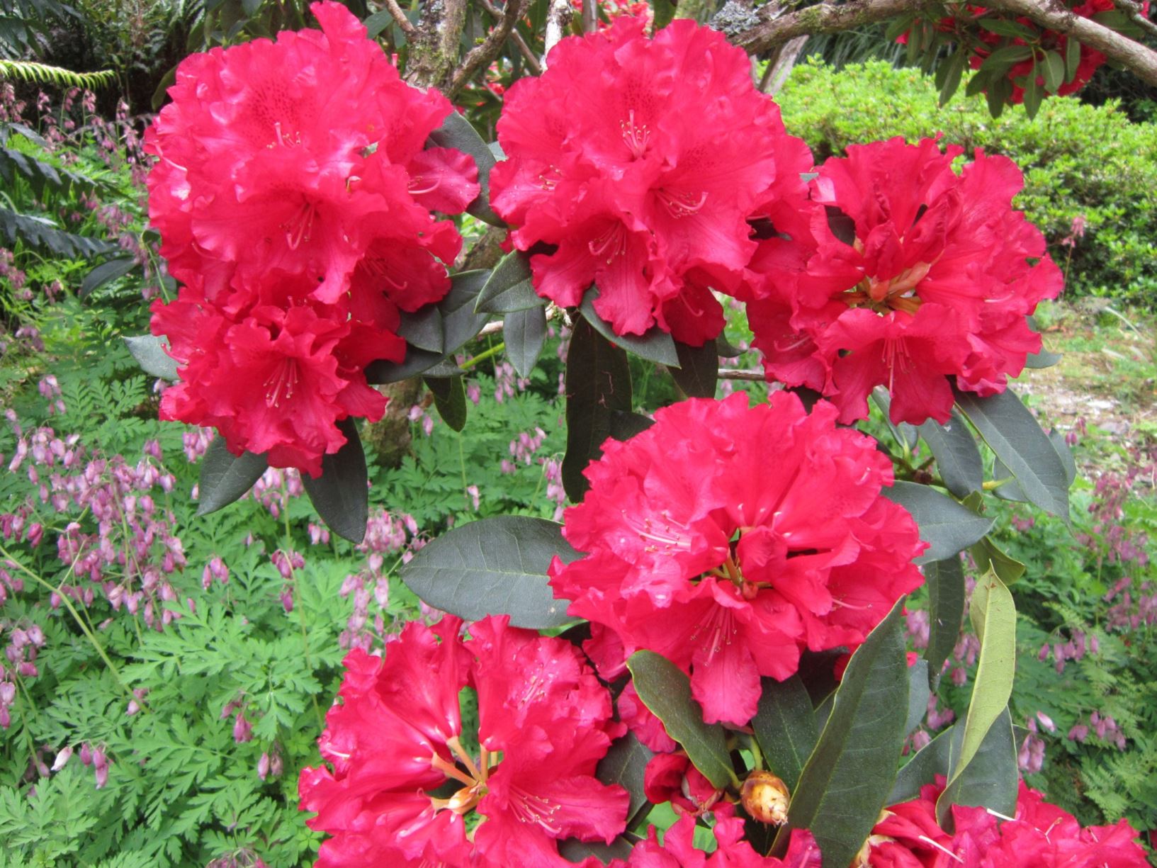 Rhododendron 'The Honourable Jean Marie de Montague' | Hollard Gardens