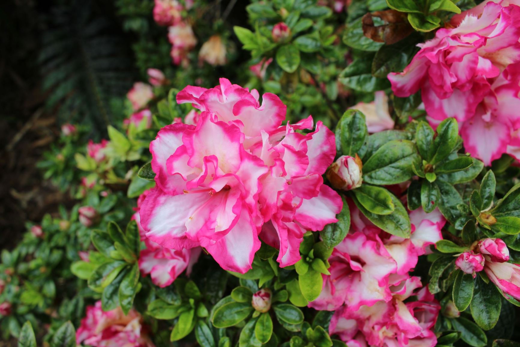 Rhododendron 'Gretel' (Azalea) | Hollard Gardens