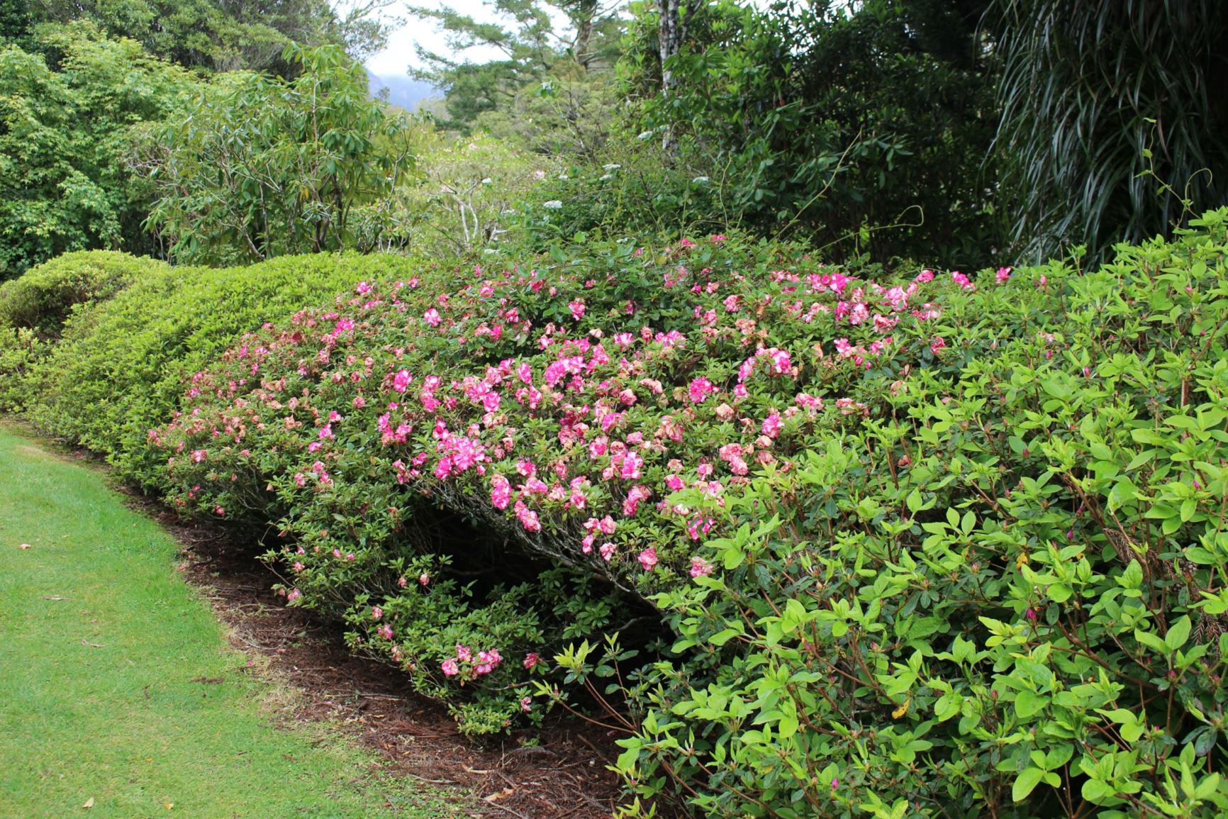 Rhododendron 'Gretel' (Azalea) | Hollard Gardens