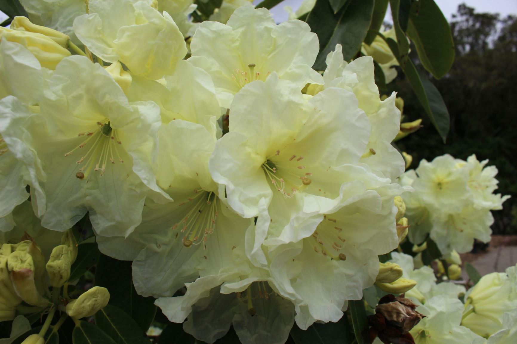 Rhododendron 'Lemon Lodge' | Hollard Gardens
