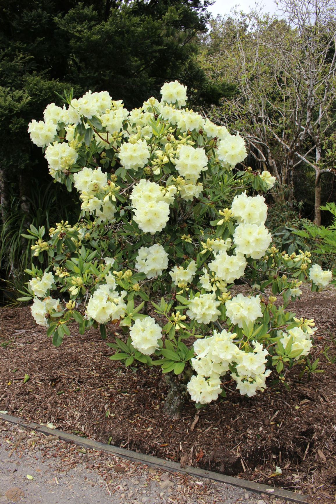 Rhododendron 'Lemon Lodge' | Hollard Gardens