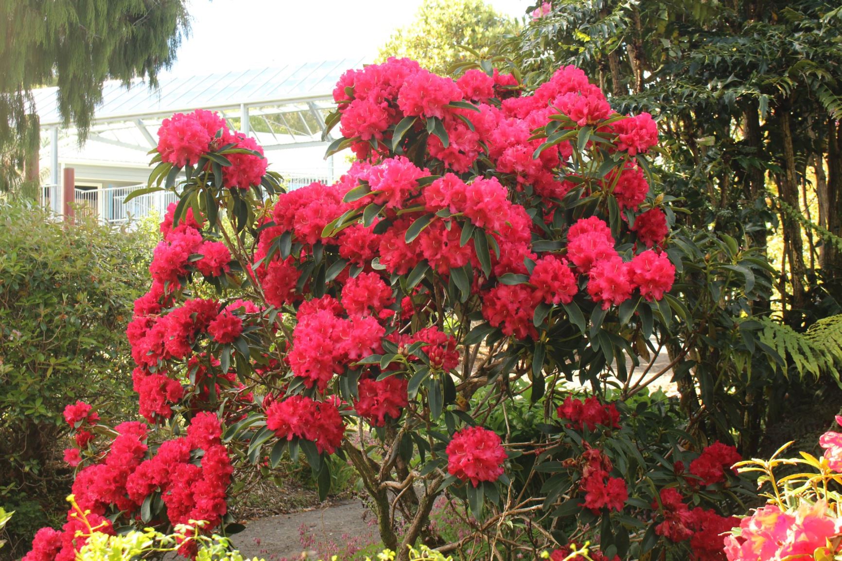 Rhododendron 'The Honourable Jean Marie de Montague' | Hollard Gardens