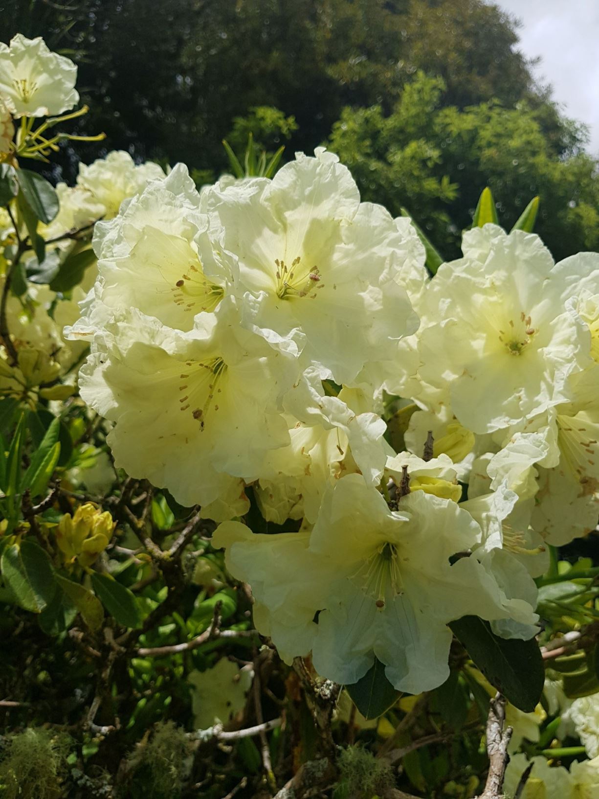 Rhododendron 'Lemon Lodge' | Hollard Gardens