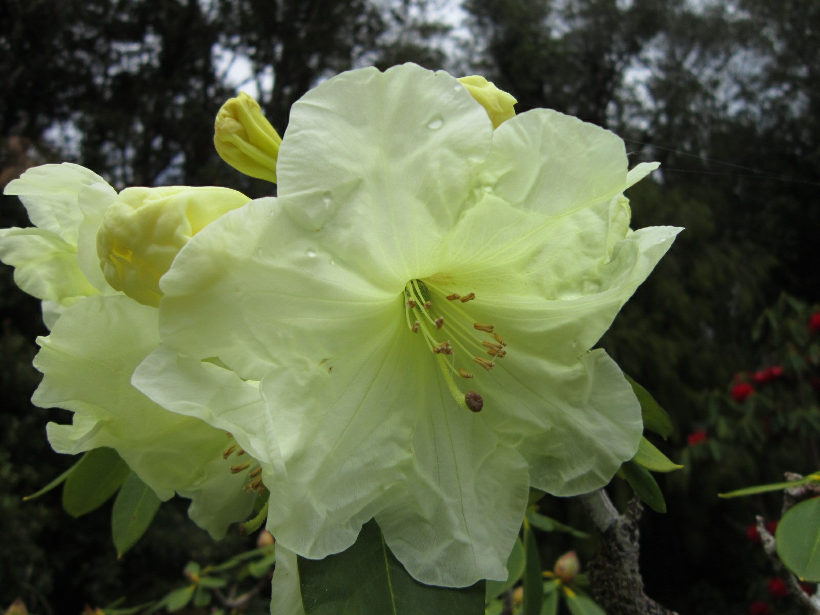 Rhododendron 'Lemon Lodge' | Hollard Gardens