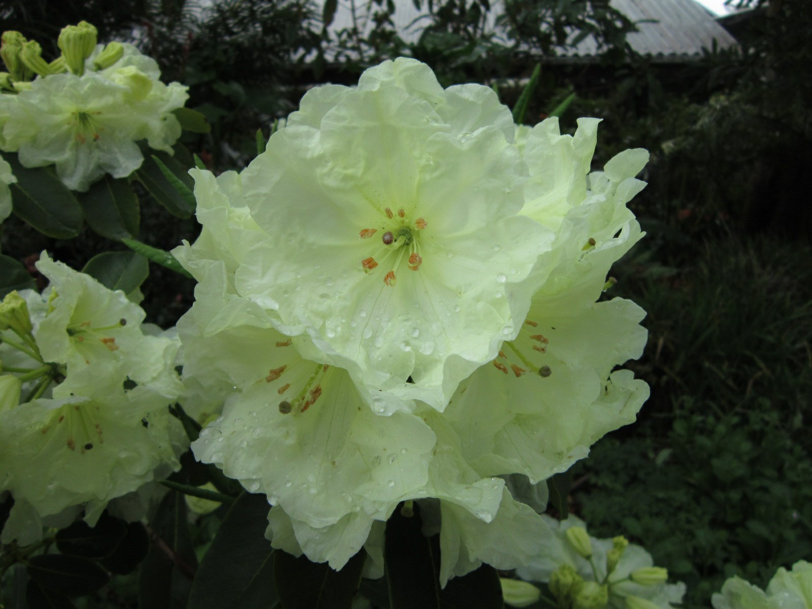 Rhododendron 'Lemon Lodge' | Hollard Gardens