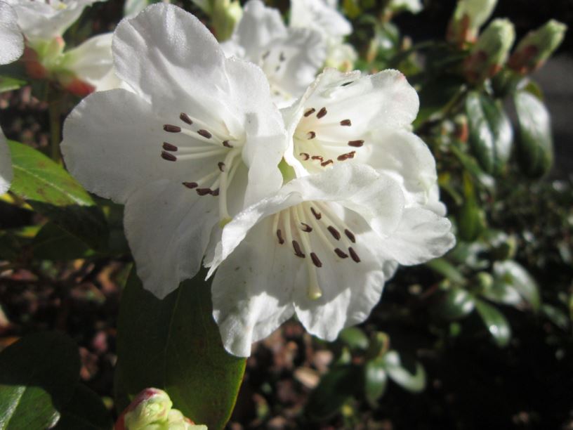 Rhododendron 'Snow Lady' | Hollard Gardens